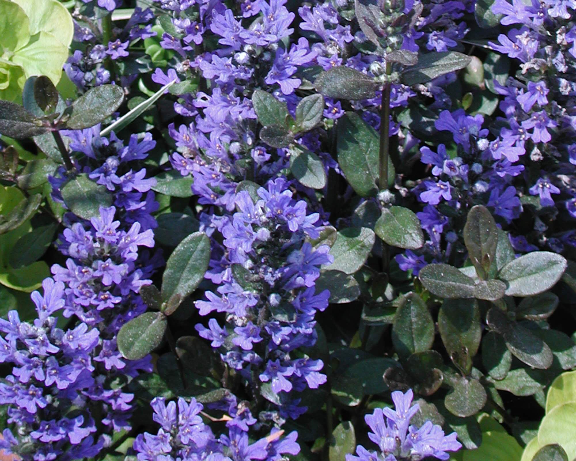 Ajuga reptans 'Chocolate Chips' | Erica Garden