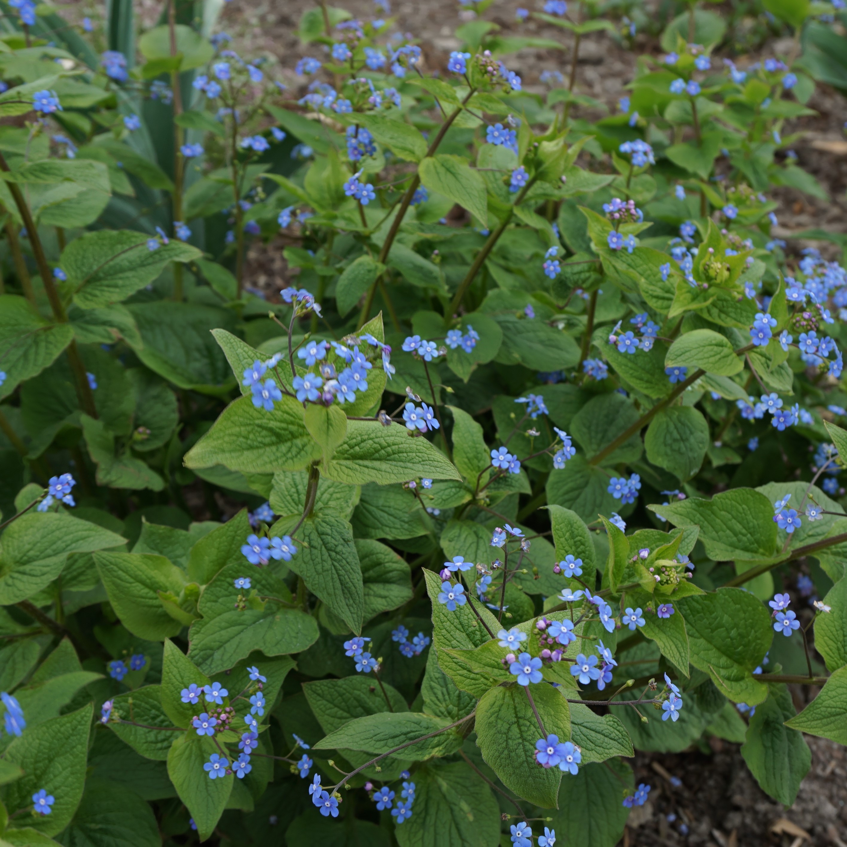 Brunnera macrophylla | Erica Garden