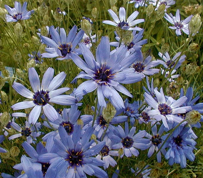 Catananche caerulea | Erica Garden