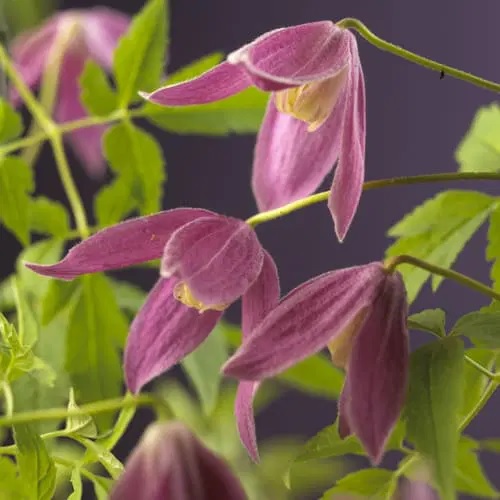 Clematis alp. 'Ruby' | Erica Garden