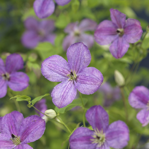 Clematis 'So Many® Lavender Flowers' | Erica Garden