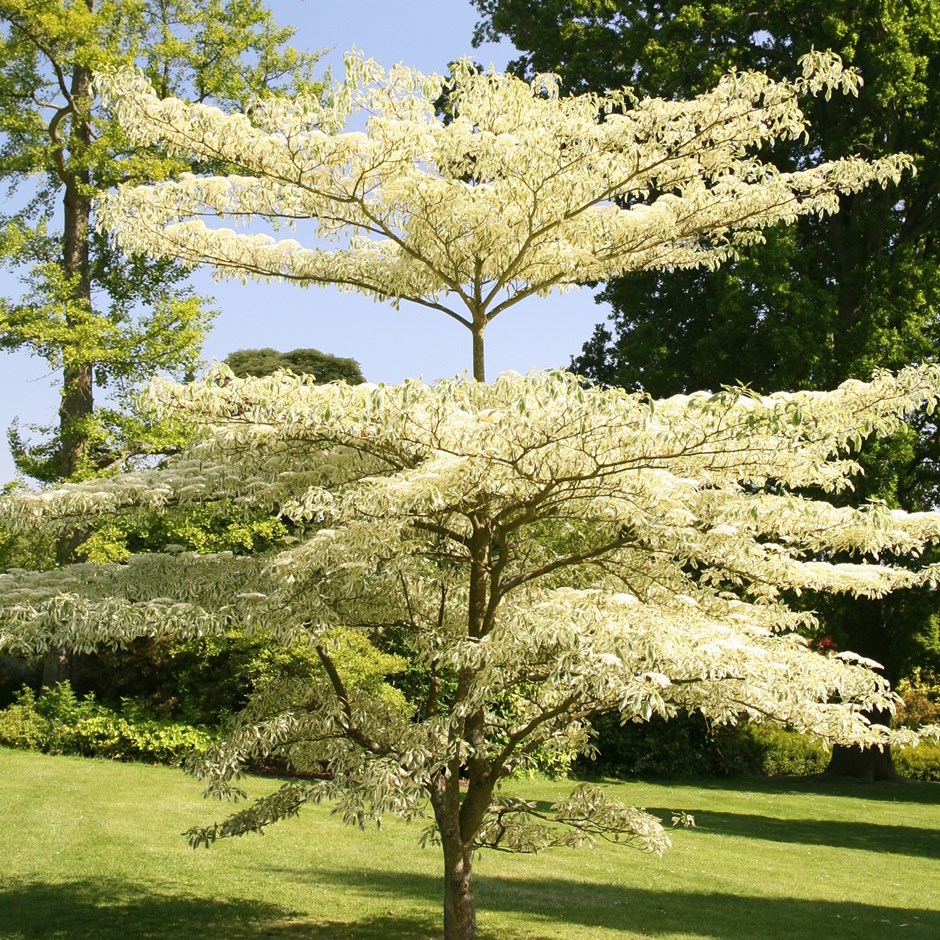 Cornus controversa | Erica Garden