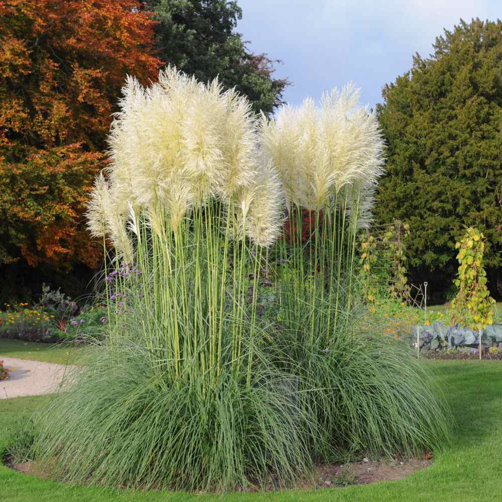 Cortaderia selloana | Erica Garden