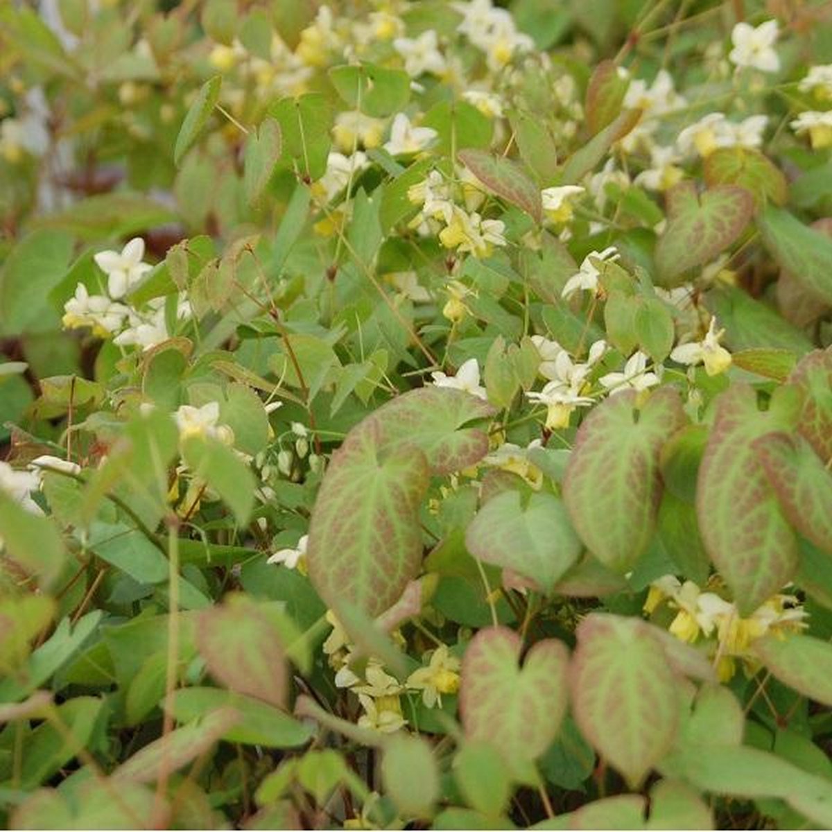 Epimedium versicolor 'Sulphureum' | Erica Garden