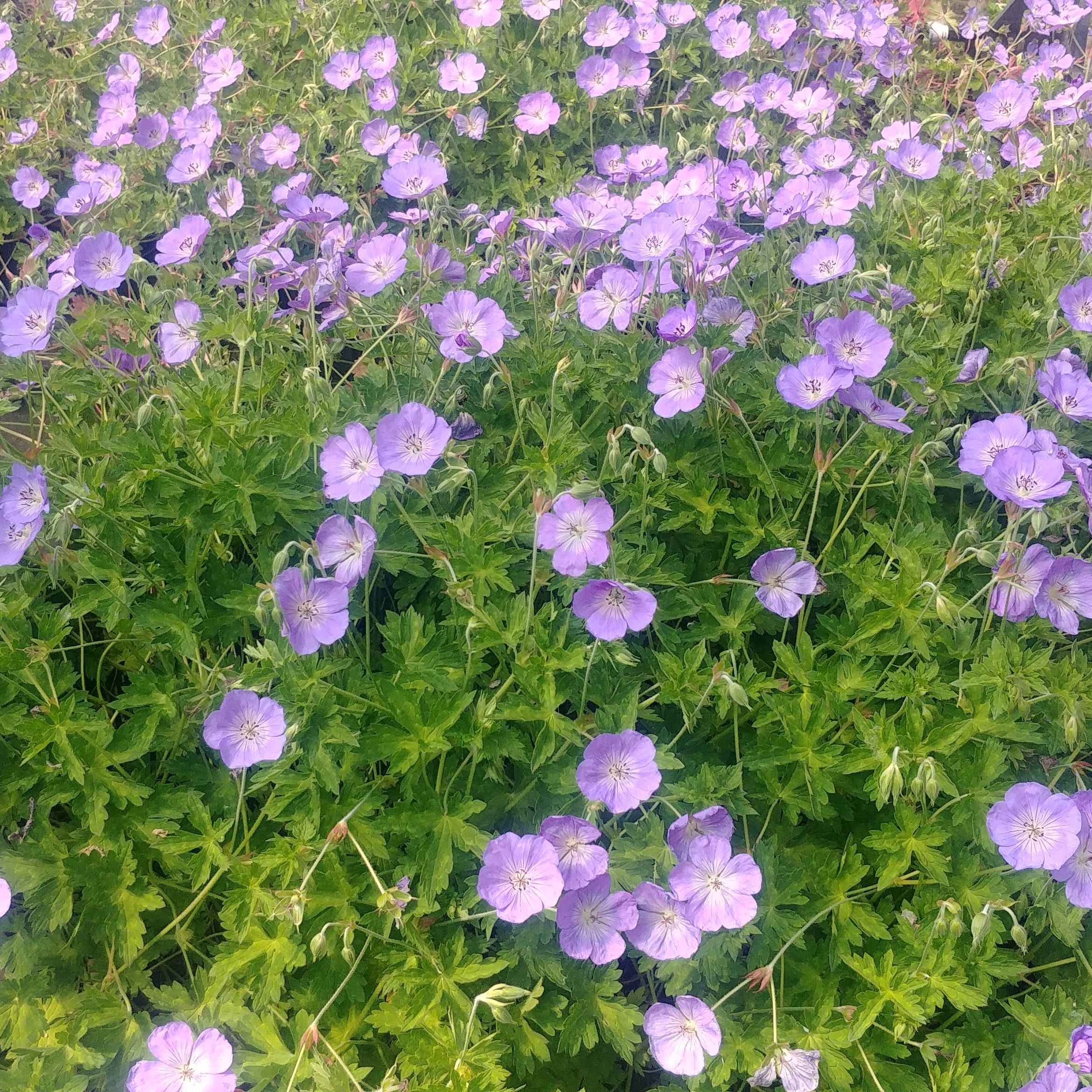 Geranium 'Azure Rush' | Erica Garden