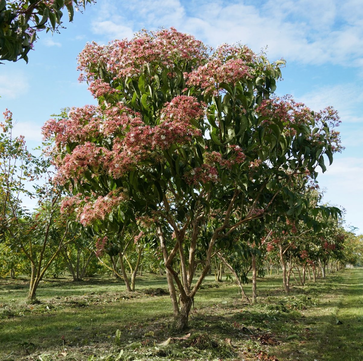 Heptacodium miconoides | Erica Garden
