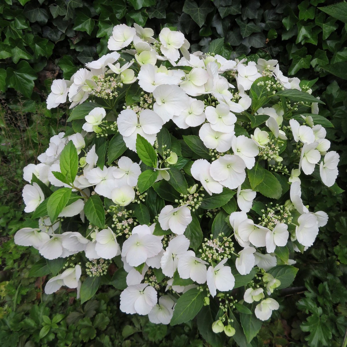 Hydrangea macr. 'Runaway Bride' | Erica Garden