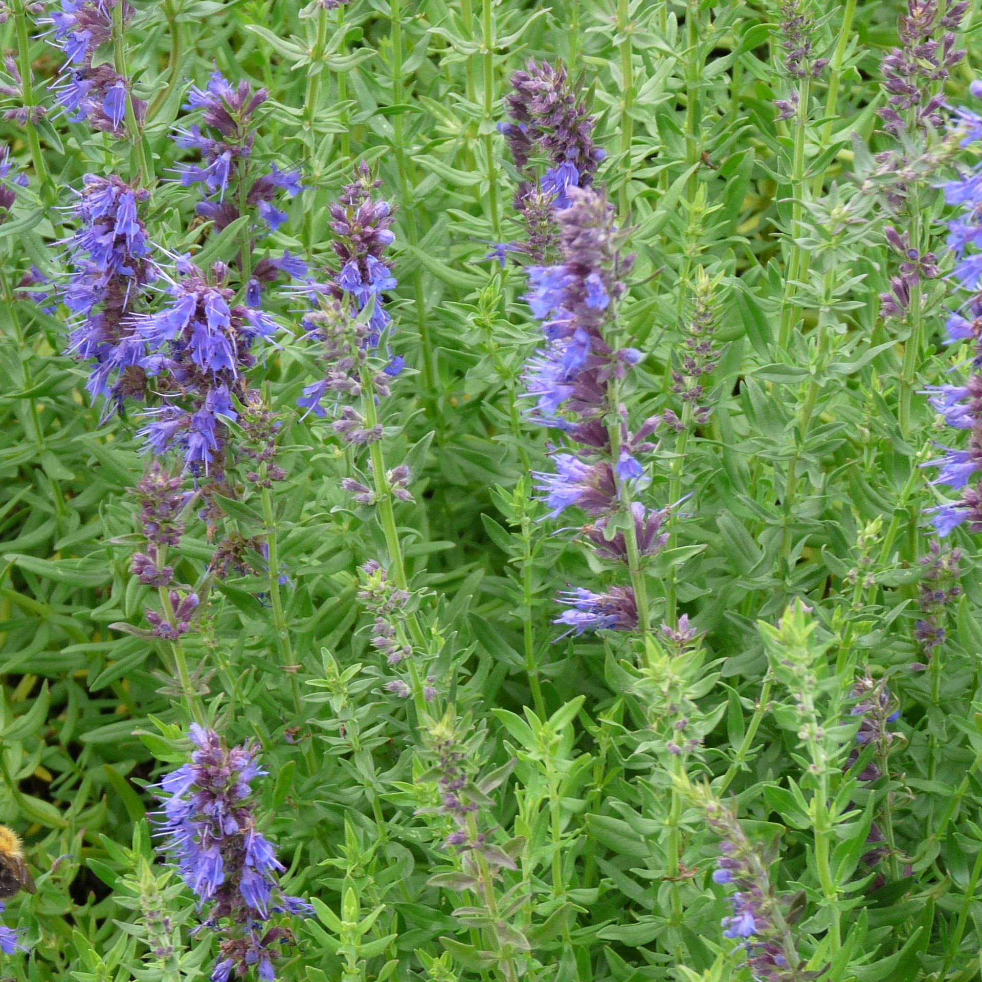 HYSOP Hyssopus officinalis | Erica Garden