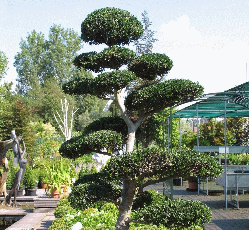 Ilex crenata | Erica Garden