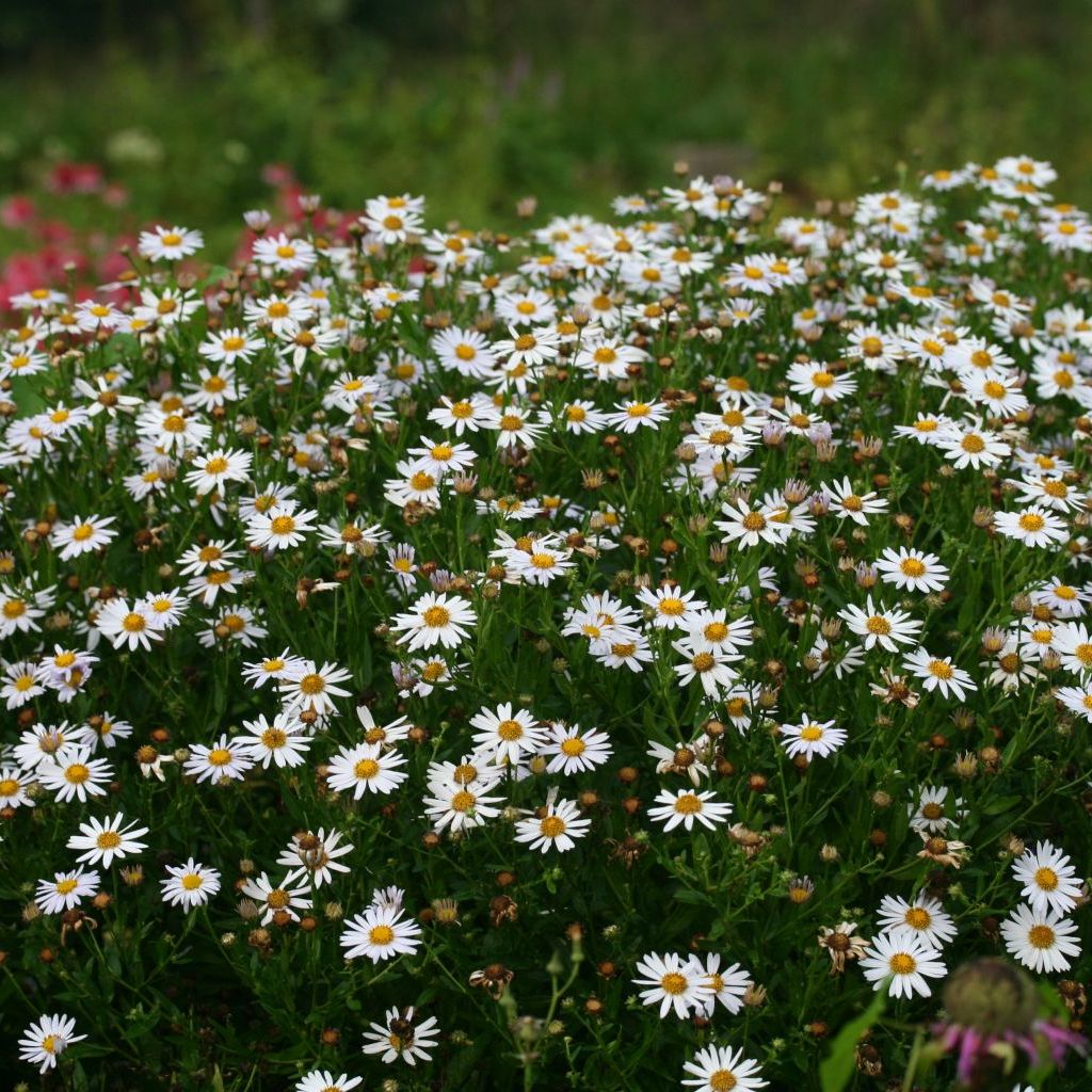 Kalimeris incisa 'Alba' | Erica Garden