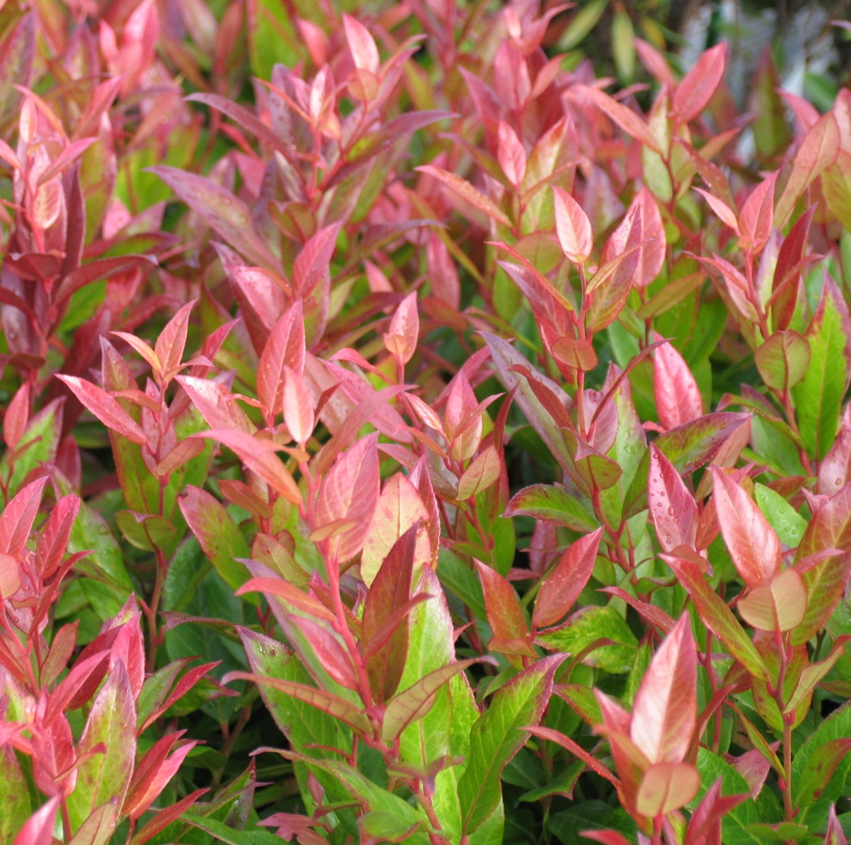 Leucothoe walteri 'Rainbow' | Erica Garden