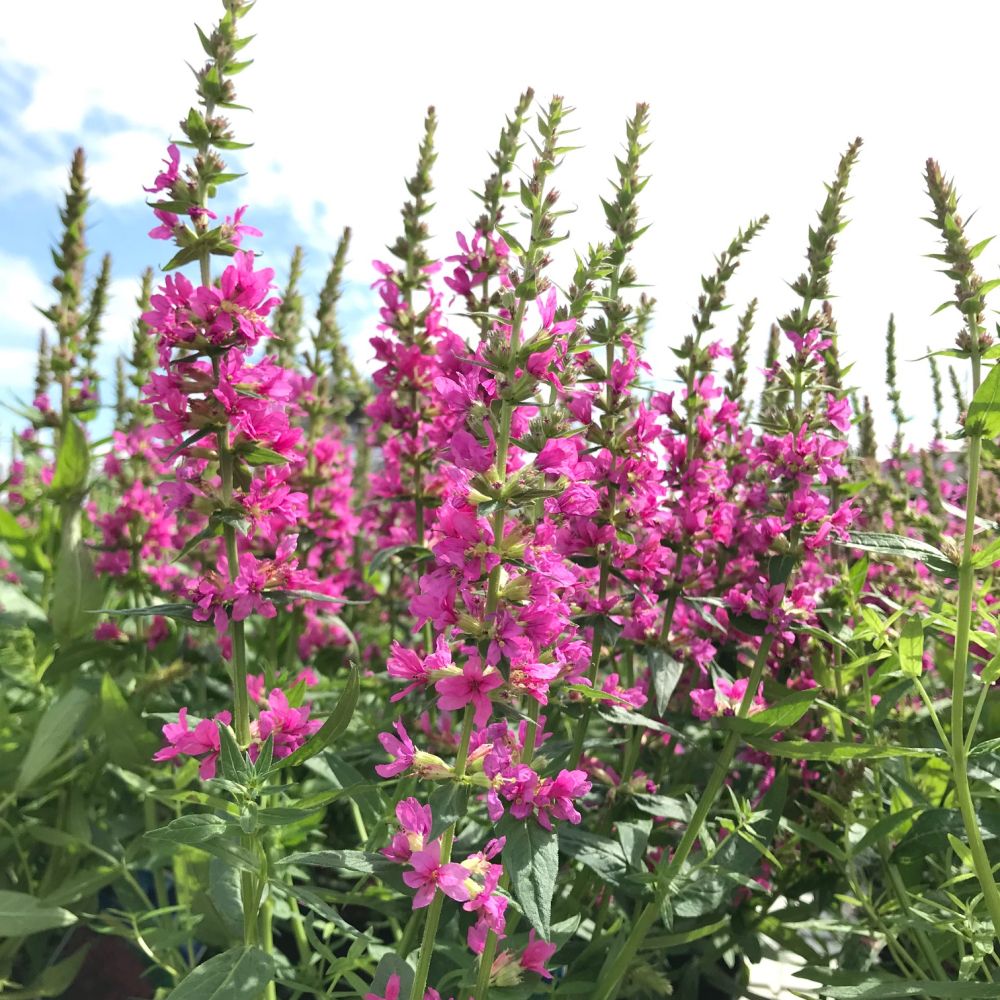 Lythrum salicaria 'Robert' | Erica Garden