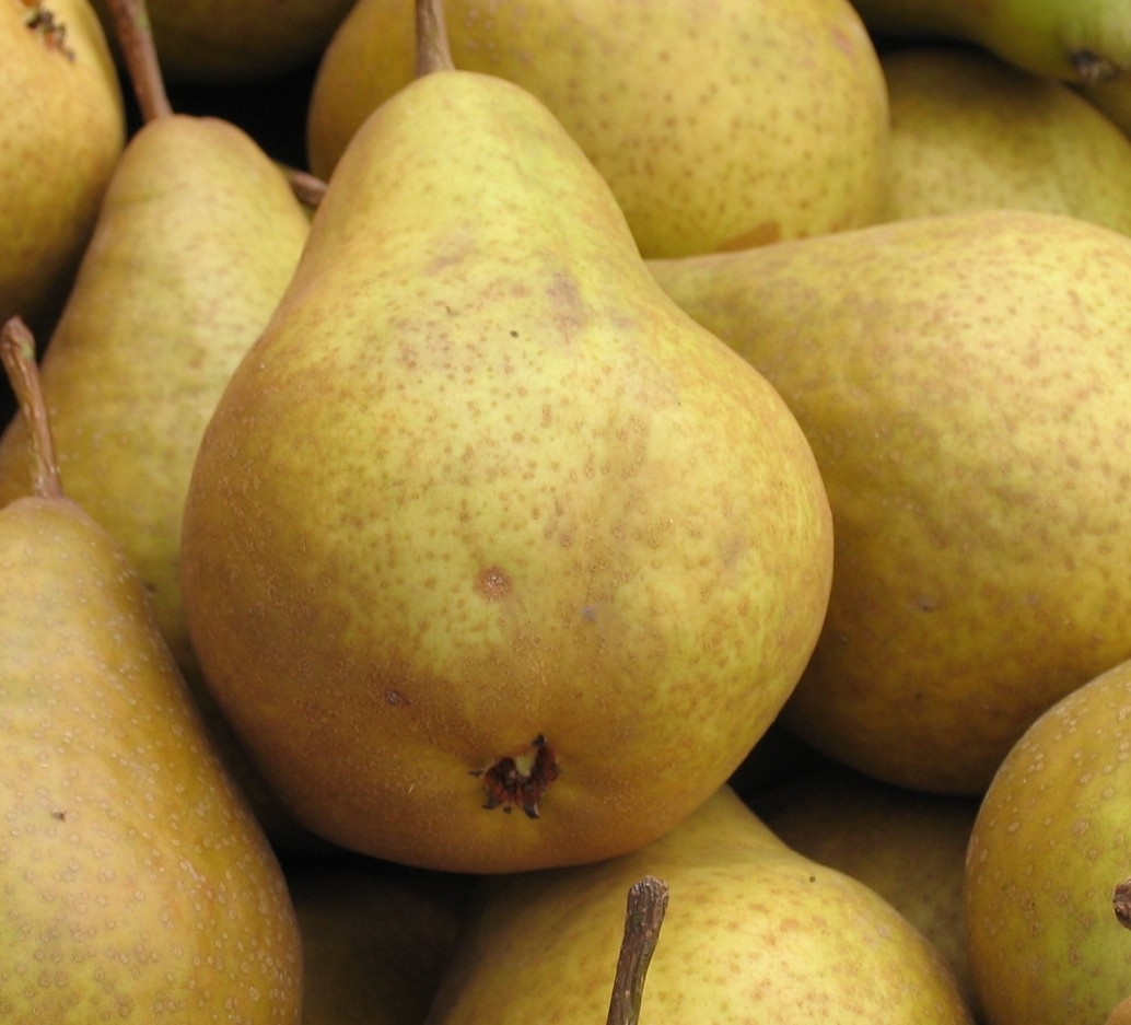 Peer 'DURONDEAU' | Erica Garden