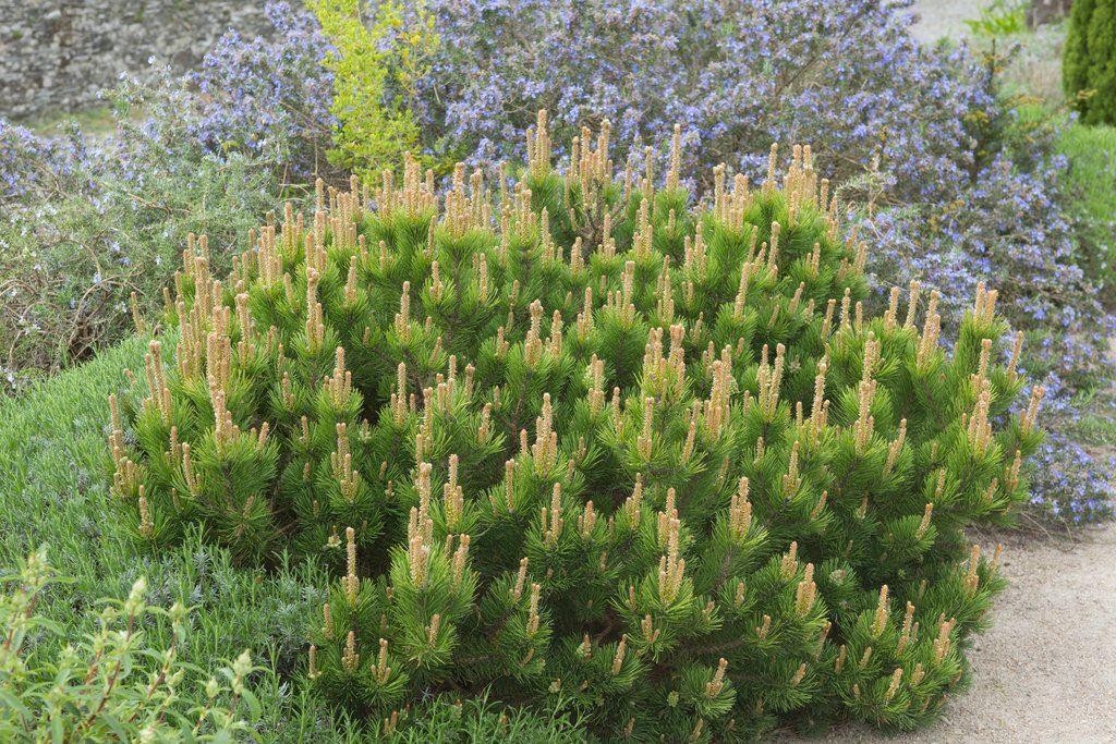 Pinus mugo mughus | Erica Garden