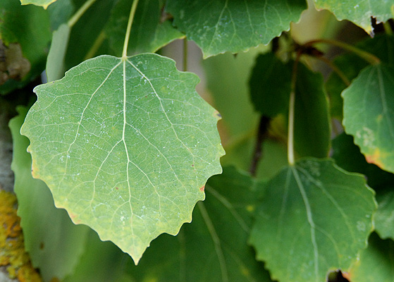 Populus tremula | Erica Garden