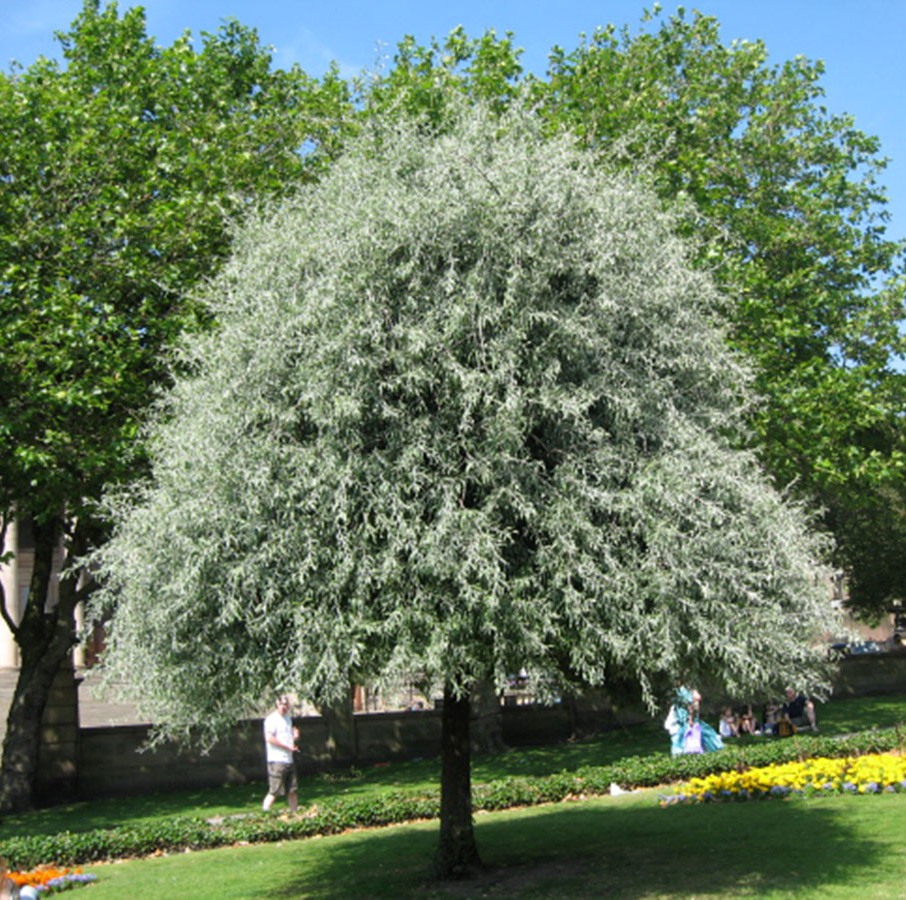 Pyrus salicifolia 'Pendula' | Erica Garden
