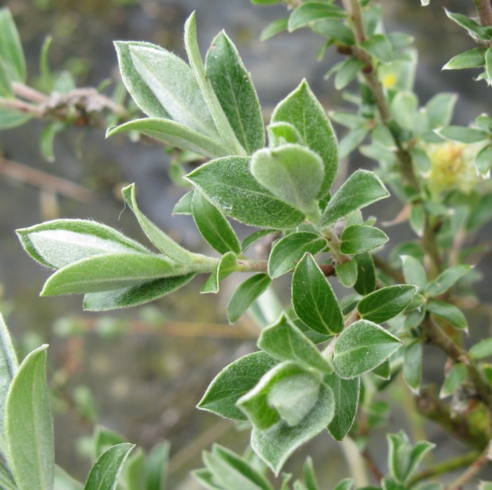 Salix repens | Erica Garden