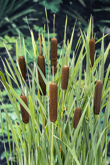 Typha latifolia | Erica Garden