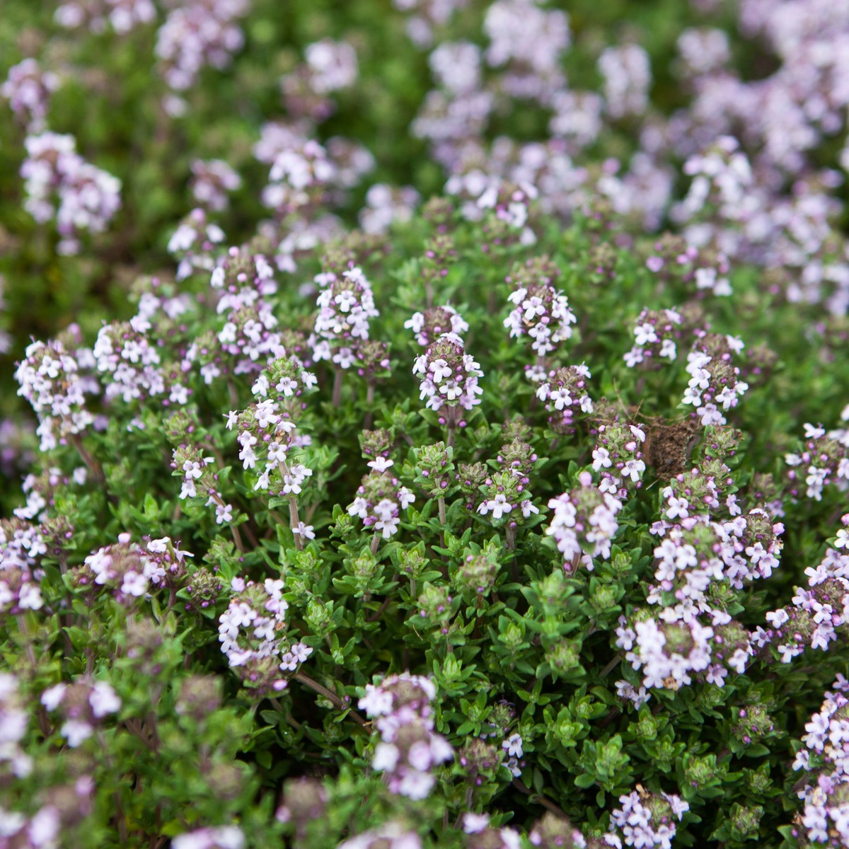 TIJM COMPACTE Thymus vulgaris 'Compactus' | Erica Garden