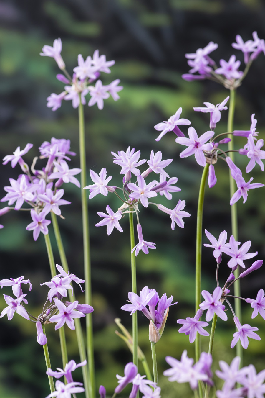 Tulbaghia violacea | Erica Garden