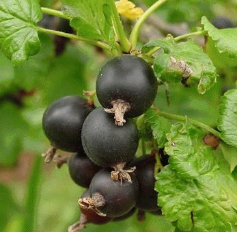 Ribes nigrum 'Titania' ZWARTE TROSBES | Erica Garden