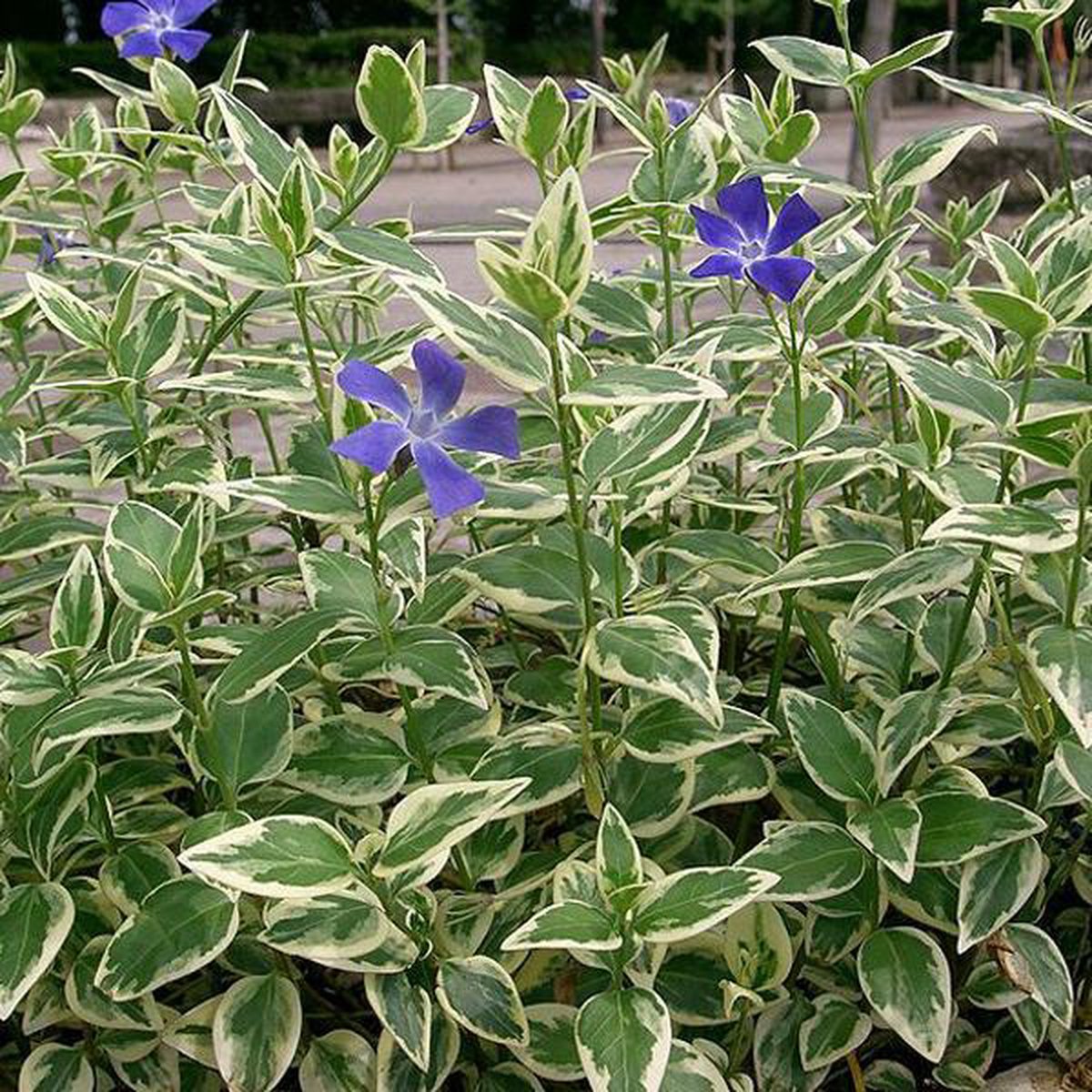 Vinca major 'Variegata' | Erica Garden