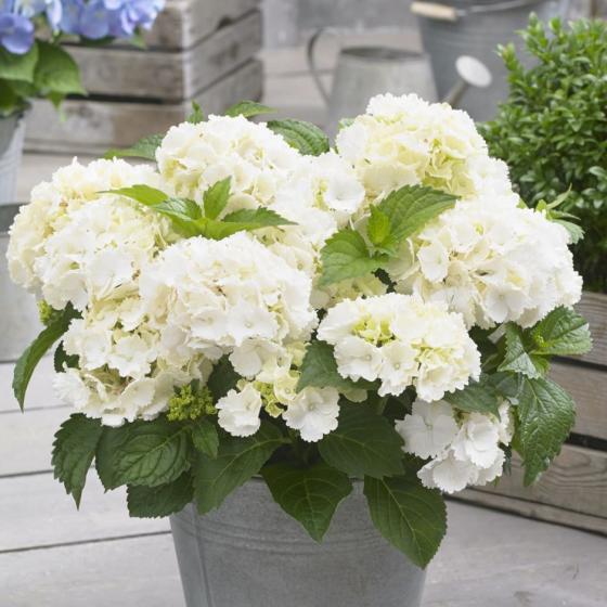 Hydrangea macr. 'Little White' | Erica Garden