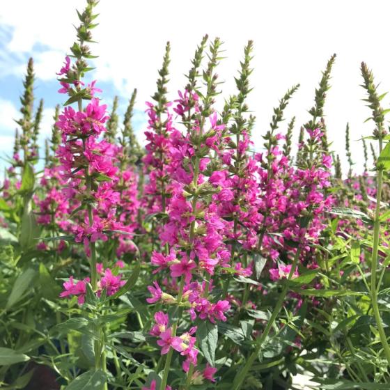 Lythrum salicaria 'Robert' | Erica Garden