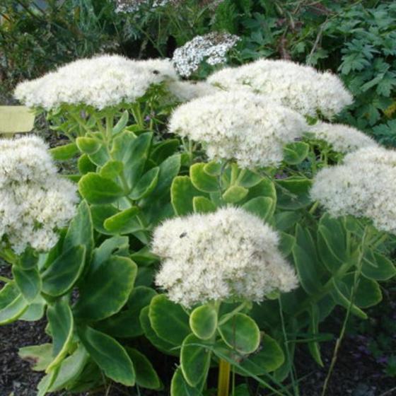 Sedum spectabile 'Iceberg' | Erica Garden